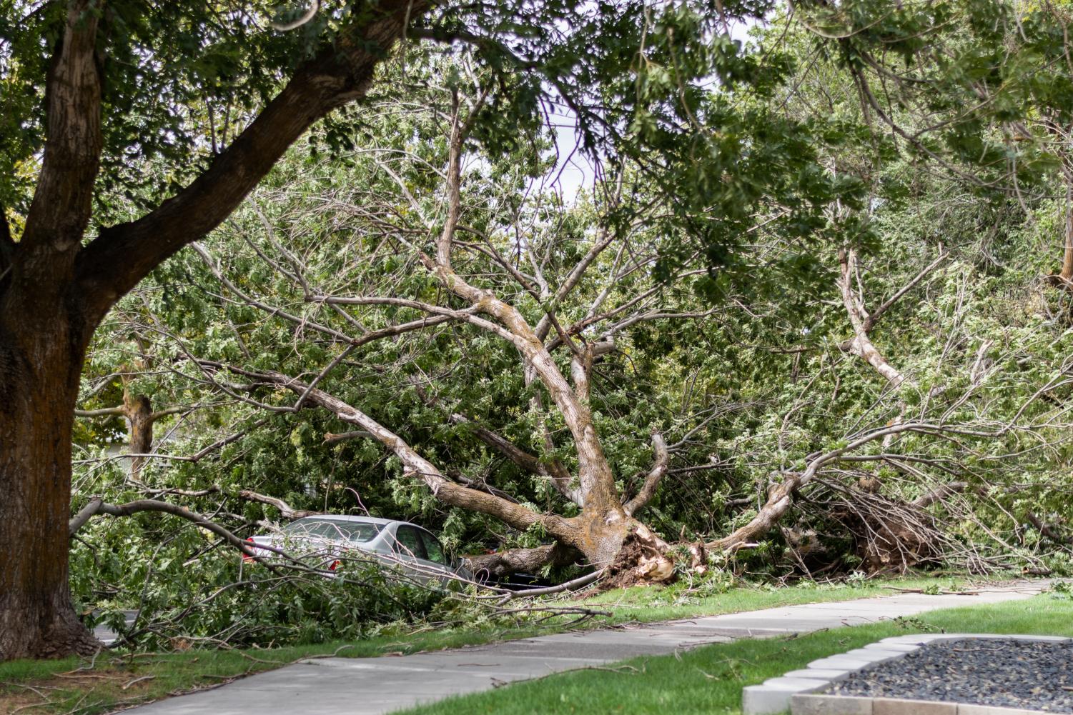 Windstorm Aftermath: A Photo Series – The Daily Utah Chronicle